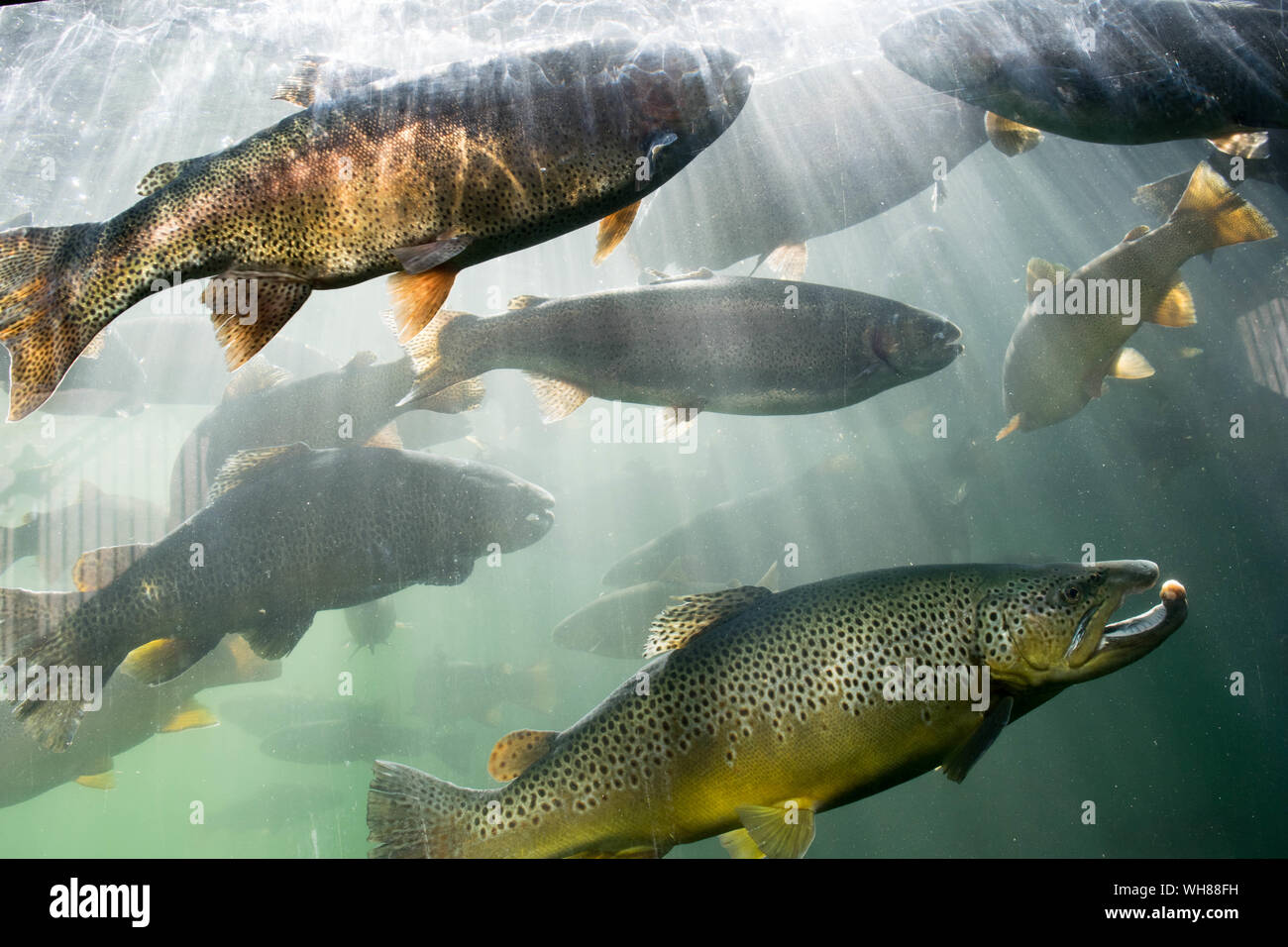 Trout swimming underwater hi-res stock photography and images - Alamy