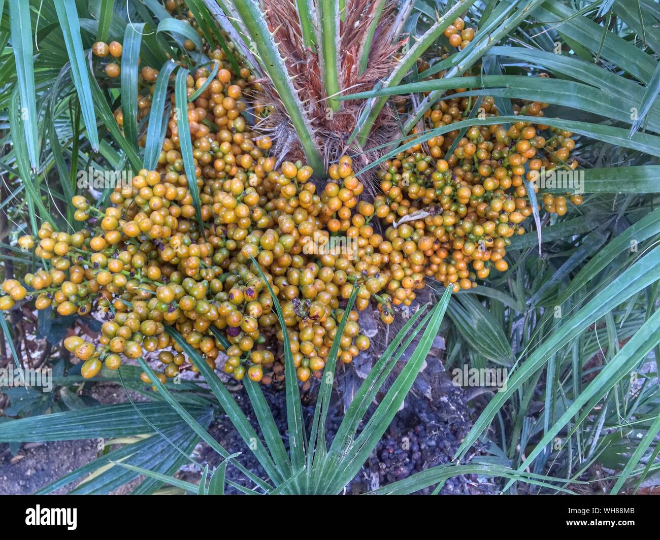 Palmetto hi-res stock photography and images - Alamy