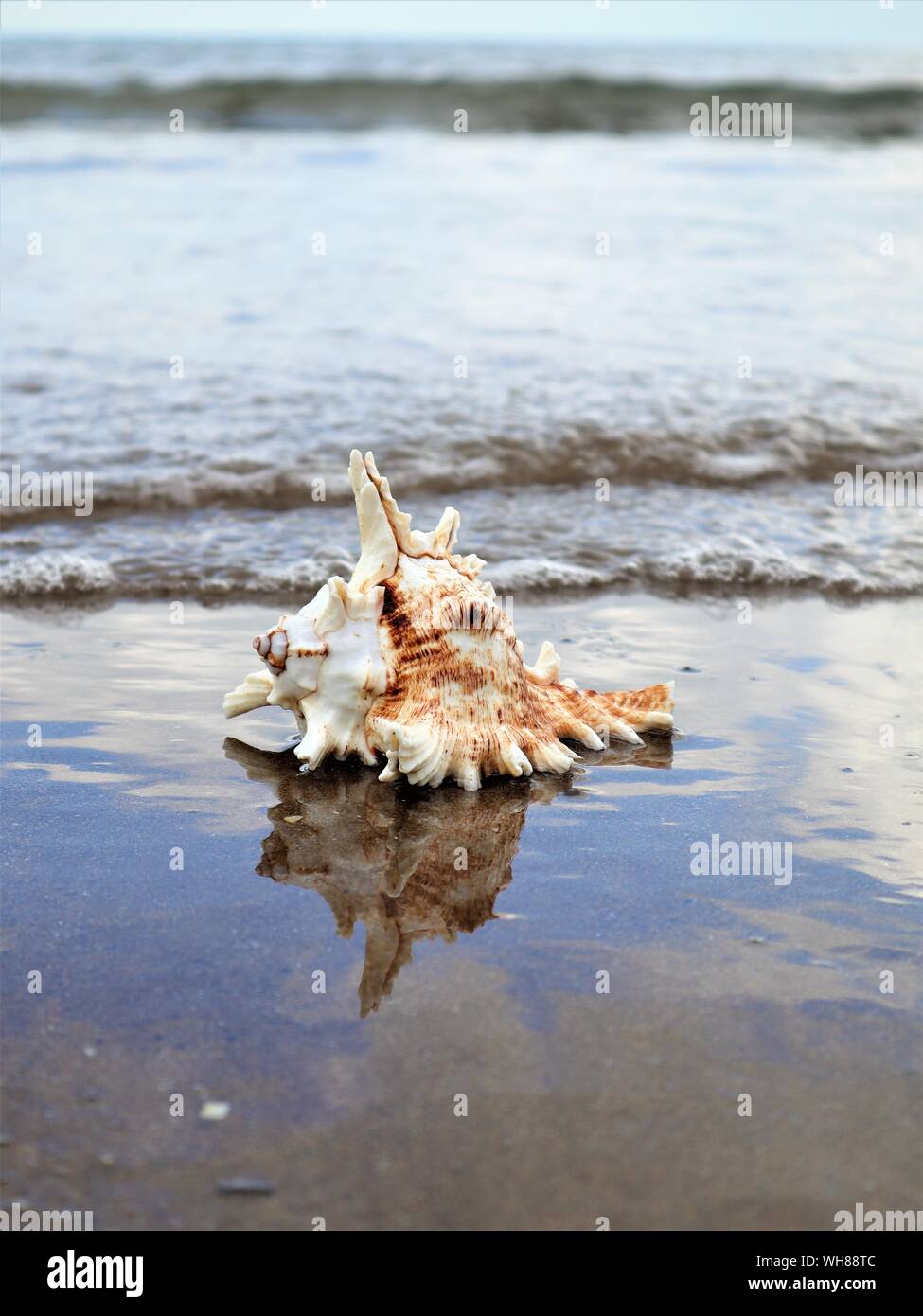Large Shell on the beach being lapped by waves, Wales, UK - taken ...
