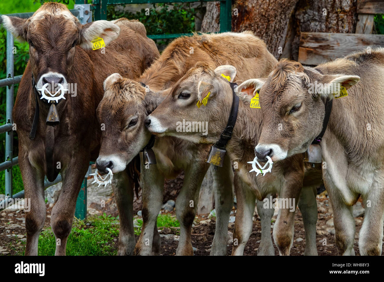 Wean beef calves hi-res stock photography and images - Alamy
