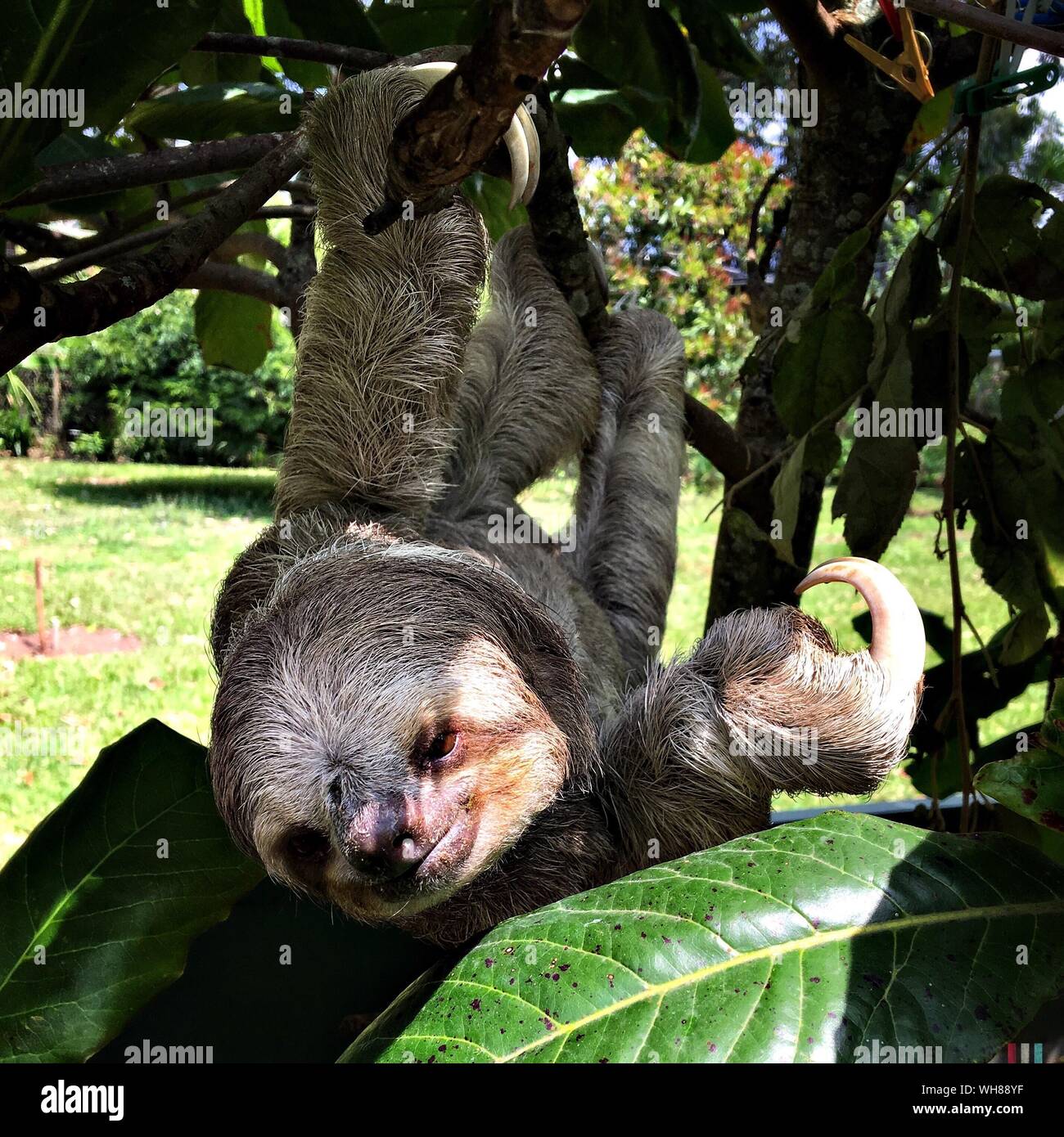 Sloth hanging on branch hi-res stock photography and images - Alamy
