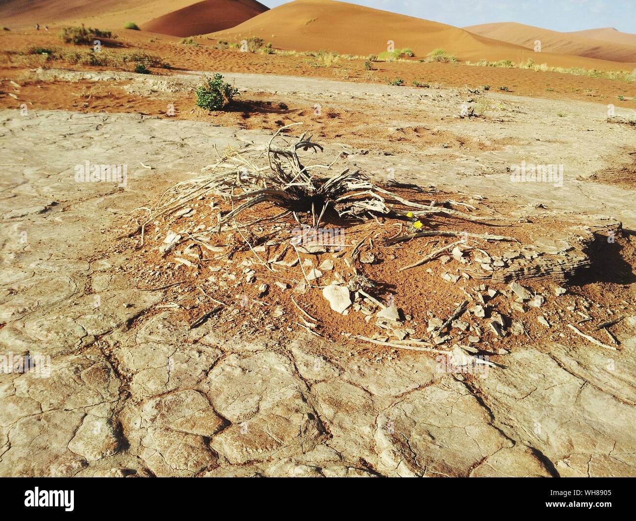 Arid land plants hi-res stock photography and images - Alamy