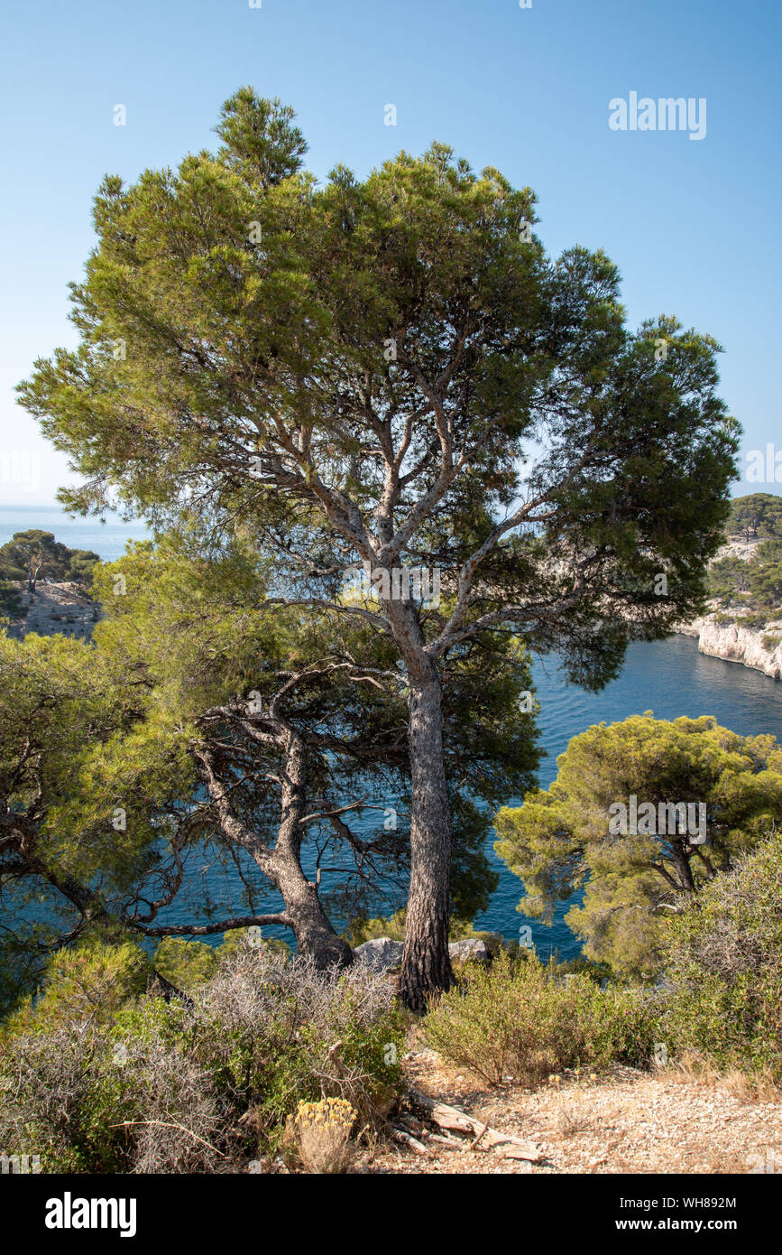 Mediterranean pine tree hi-res stock photography and images - Alamy