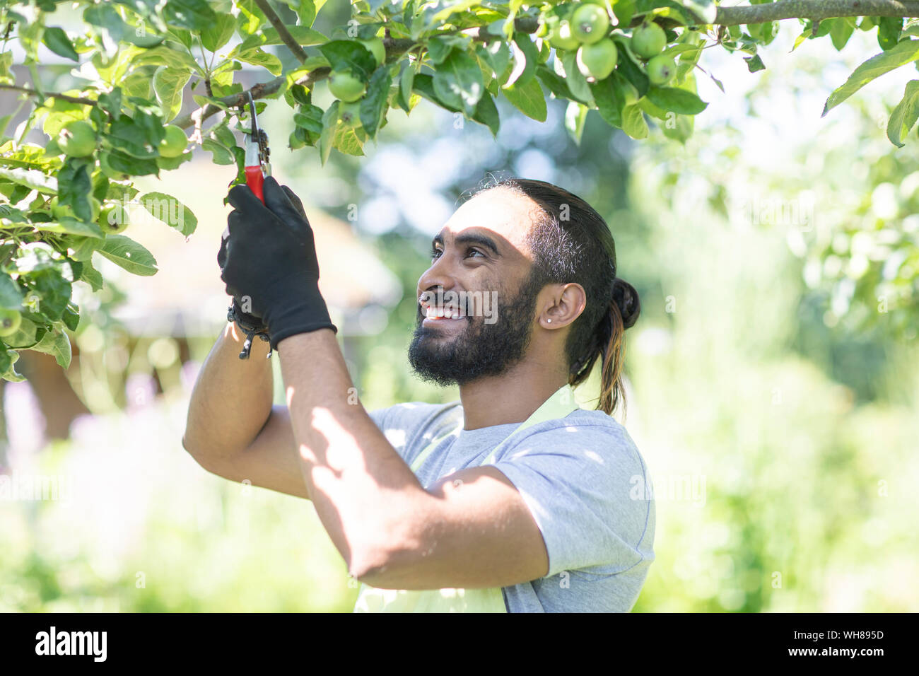 Happy young man pruning twigs of tree Stock Photo - Alamy
