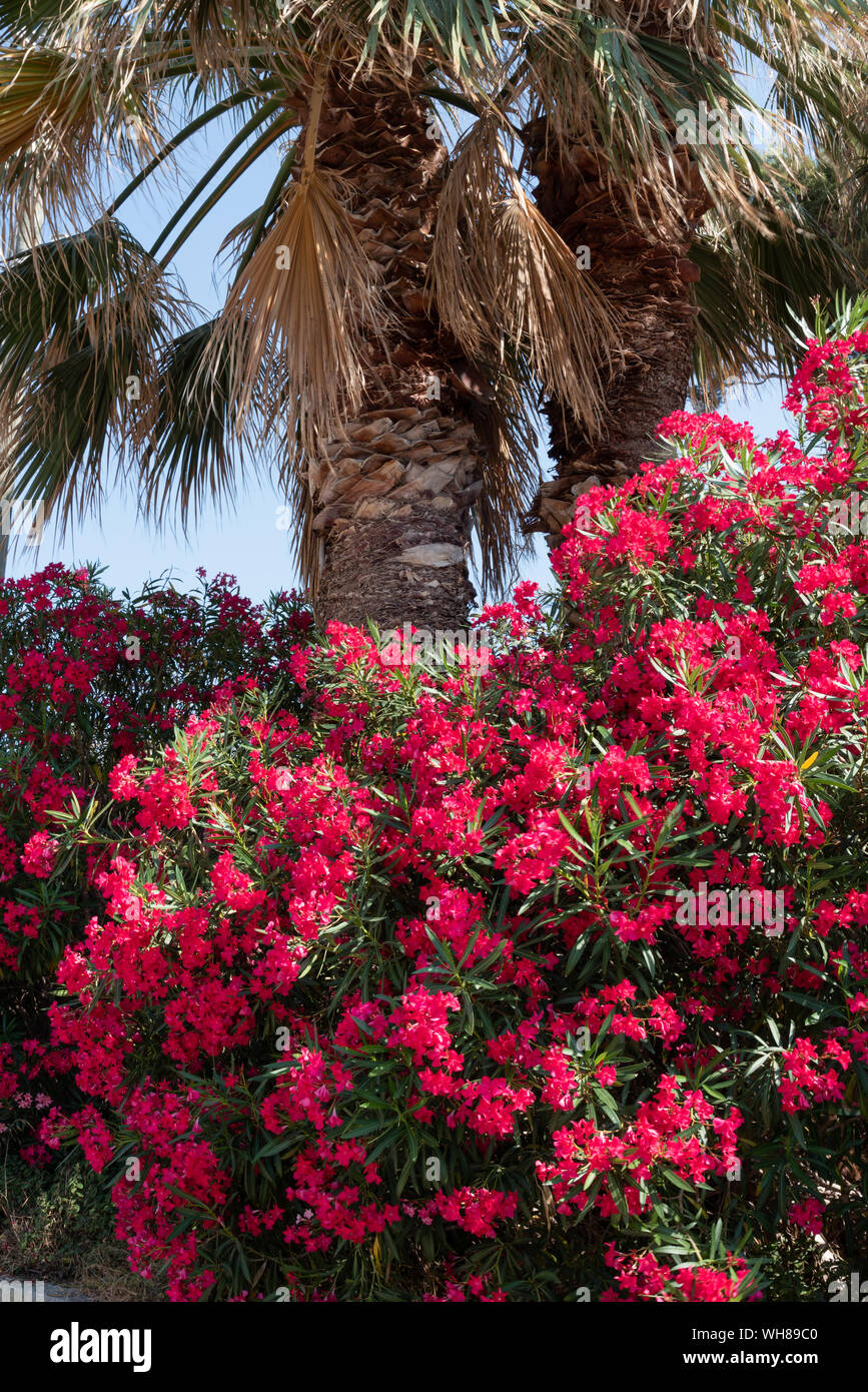 Mediterranean palm flower hi-res stock photography and images - Alamy