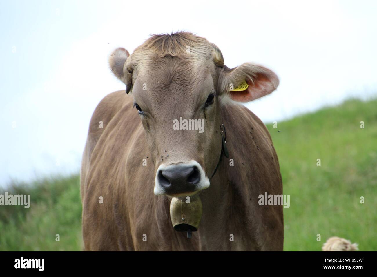Cow with cow bell hi-res stock photography and images - Alamy