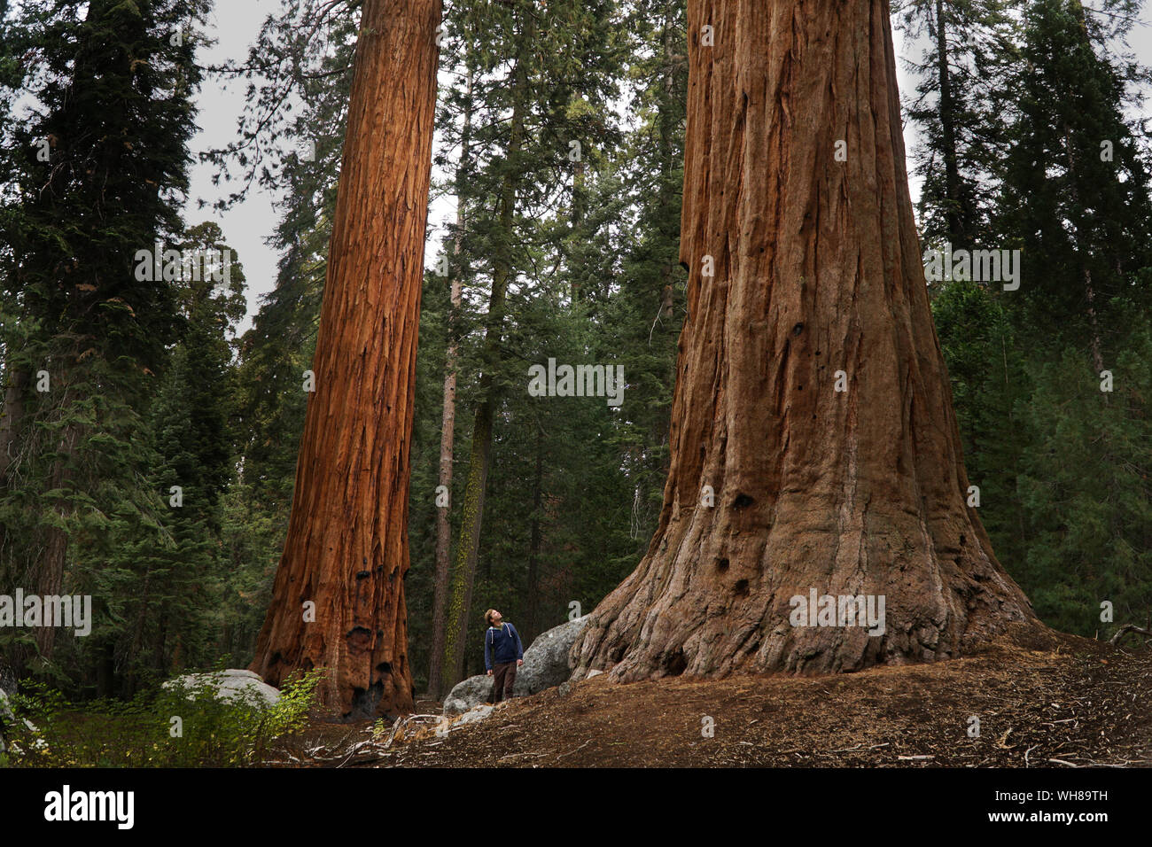 Man in tall tree hi-res stock photography and images - Alamy