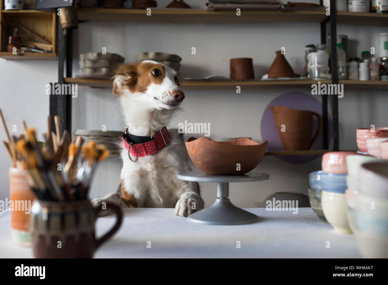 Pottery dog hi-res stock photography and images - Alamy