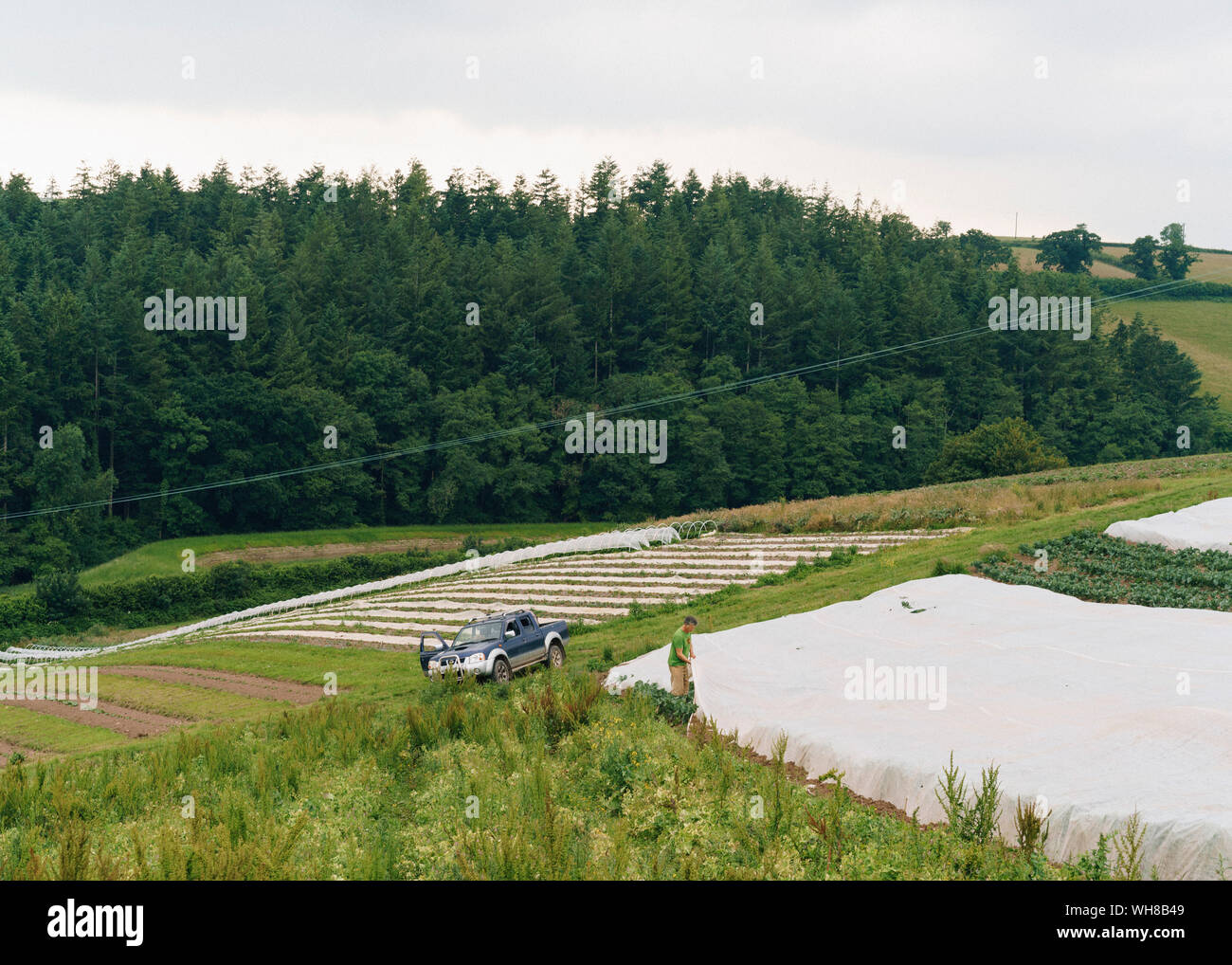 Guy Singh-Watson, farmer and founder of Riverford checks on a crop of ...