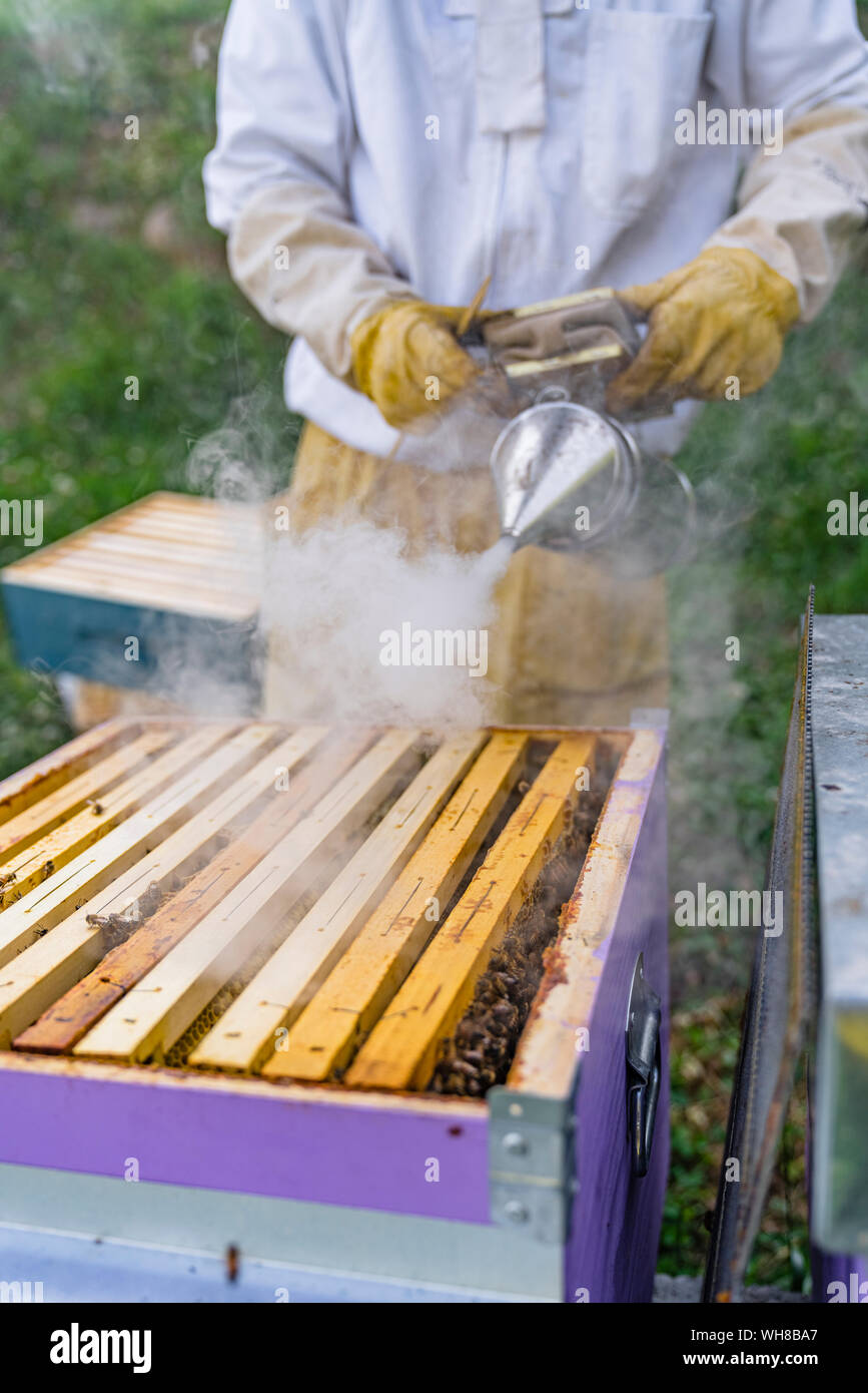Beekeeper with honeycombs and smoker Stock Photo - Alamy