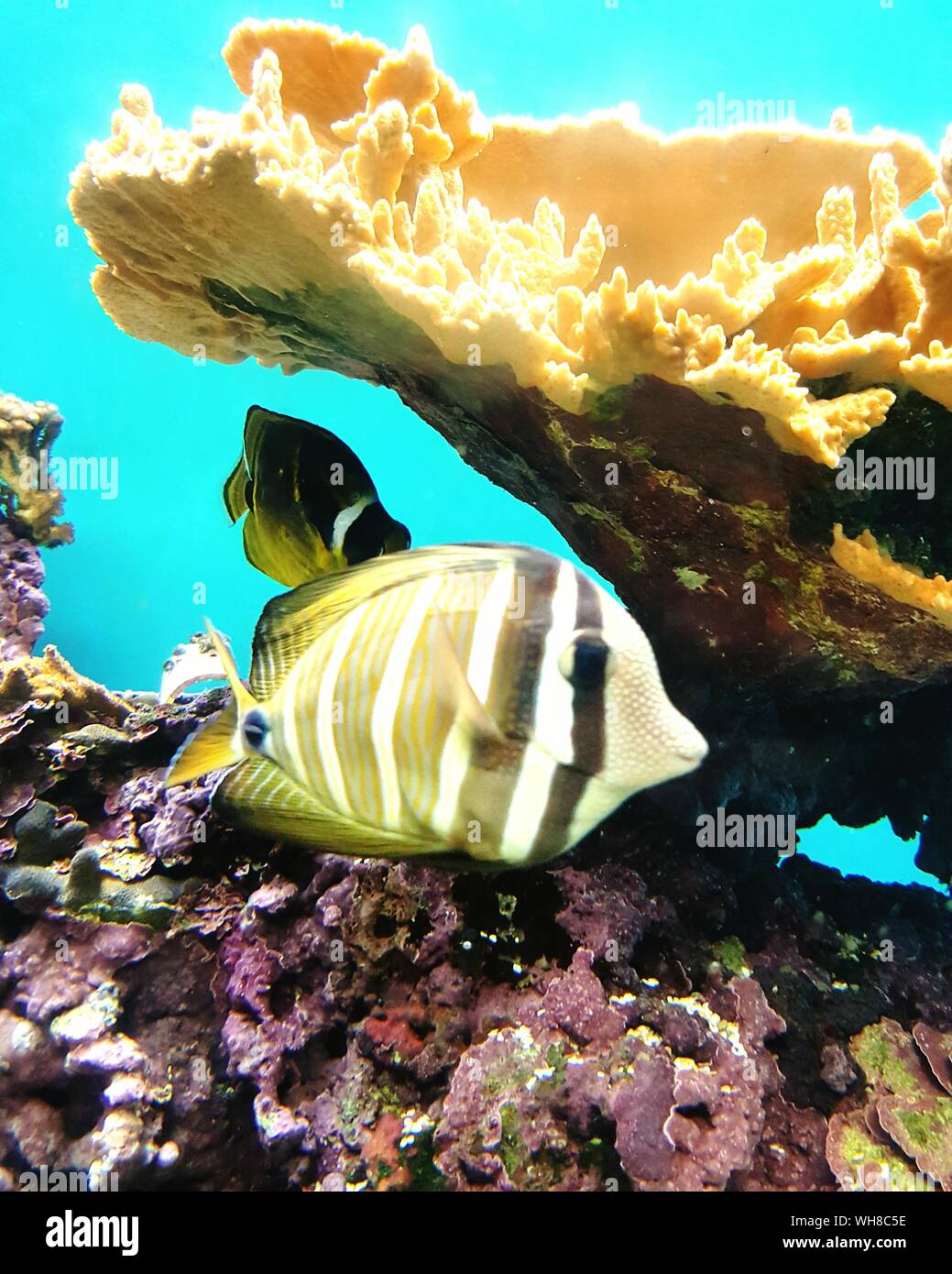 Fish swimming in an aquarium hi-res stock photography and images - Alamy