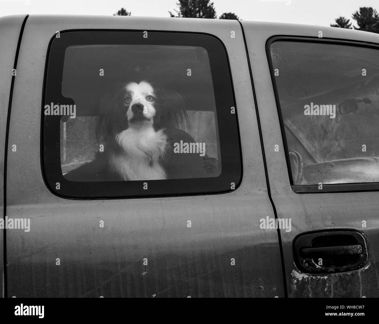 Dog Reflection Through Window High Resolution Stock Photography and ...