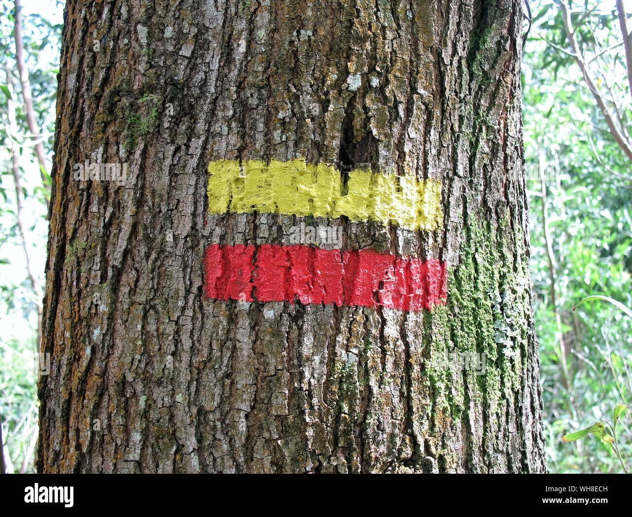 Stripped tree trunk hi-res stock photography and images - Alamy