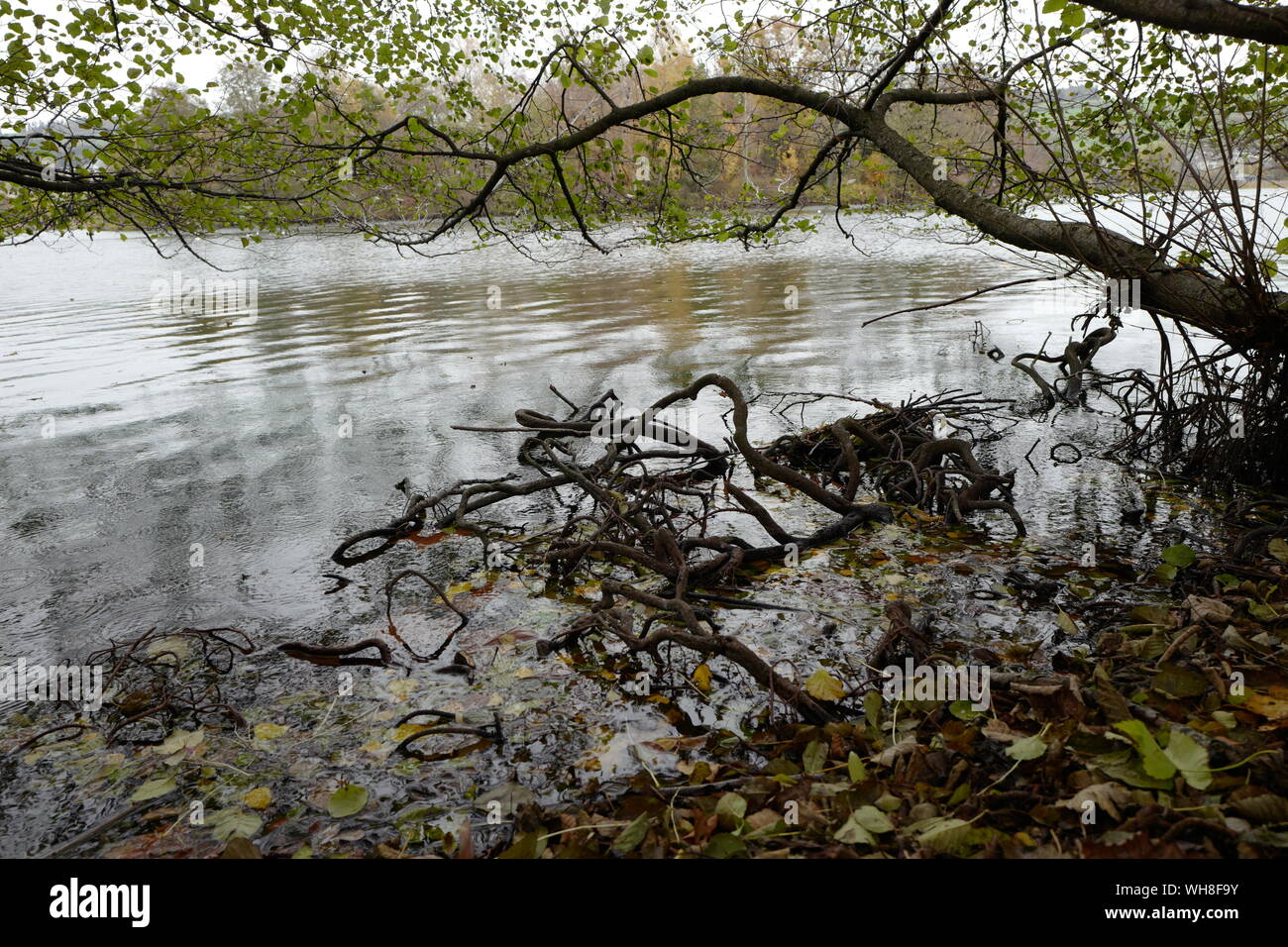 Tree branches in river hi-res stock photography and images - Alamy