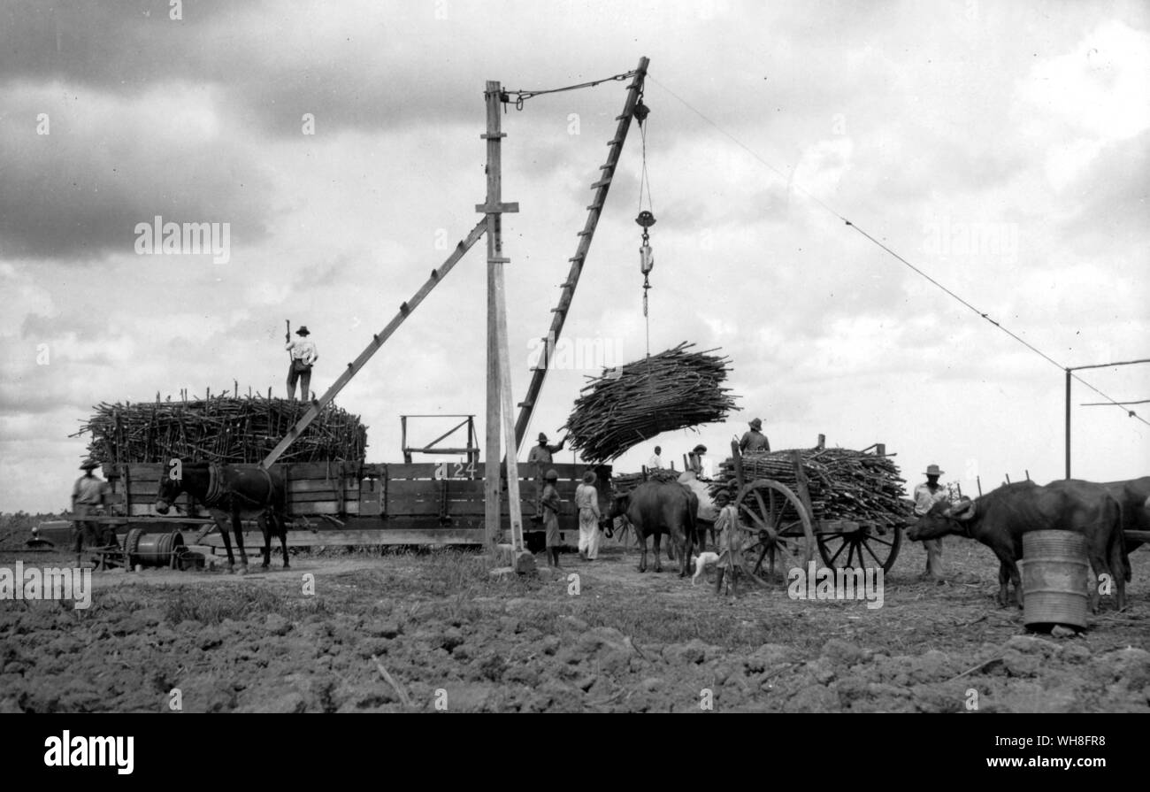 Sugar cane field workers hi-res stock photography and images - Alamy