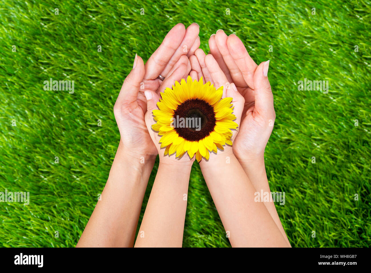 Hand holding yellow sunflower on hi-res stock photography and images ...