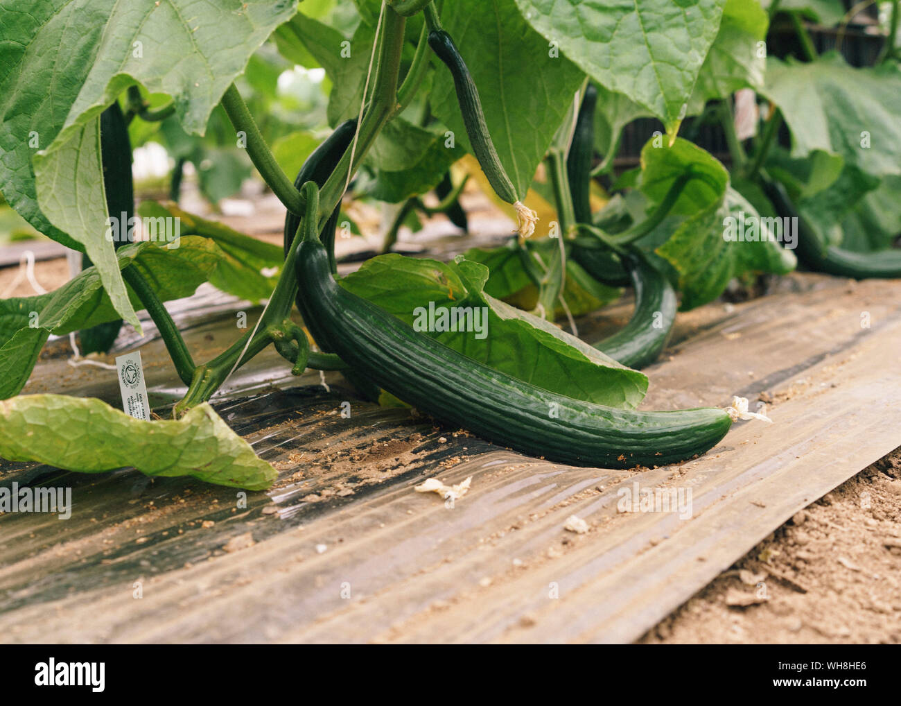 English Cucumber Cucumbers High Resolution Stock Photography and Images ...
