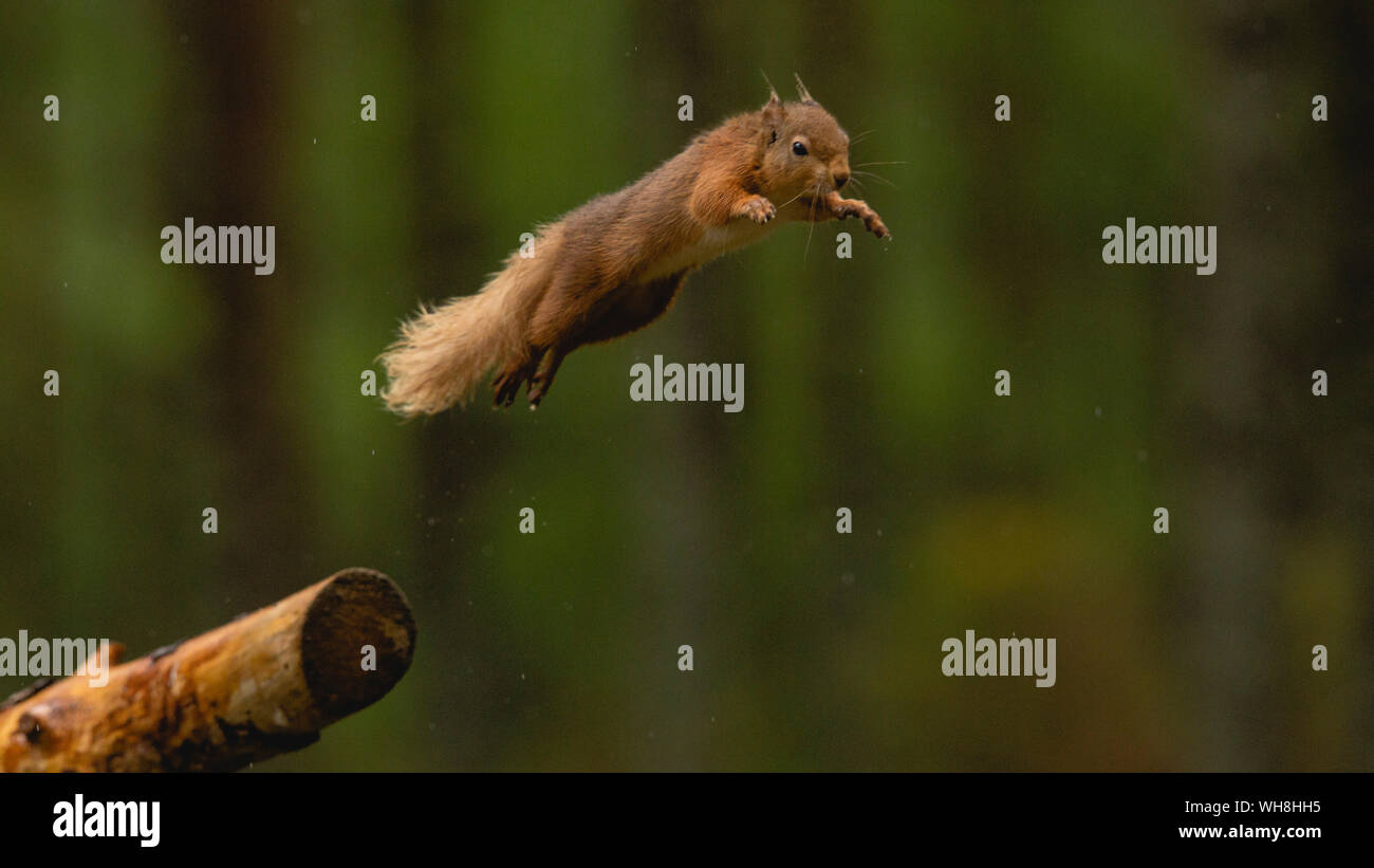 One squirrel squirrel jumping hi-res stock photography and images - Alamy