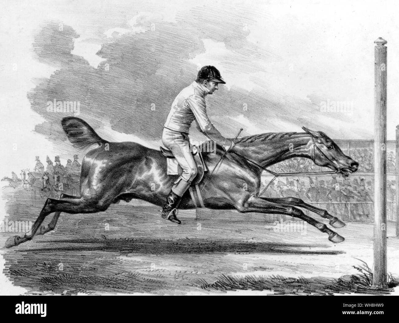 Tail light horse Black and White Stock Photos & Images - Alamy