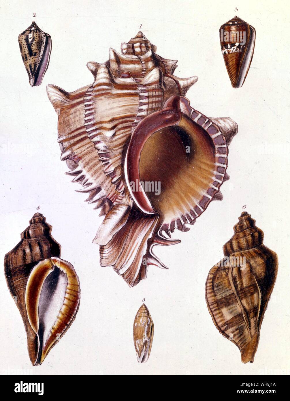 Darwin drawing shell hi-res stock photography and images - Alamy