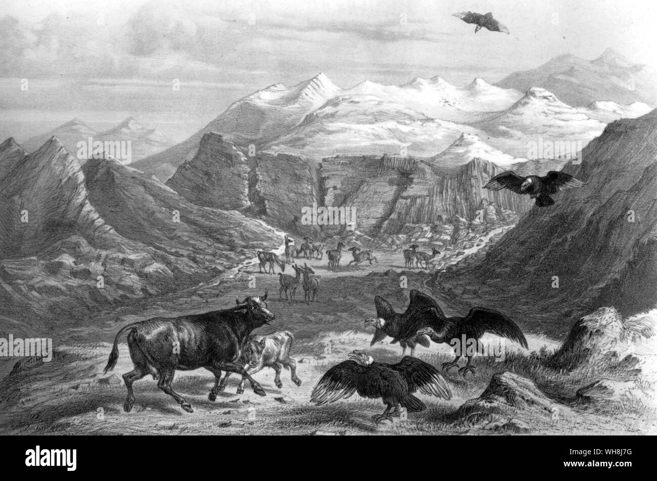Cattle attacked by the condors Stock Photo - Alamy