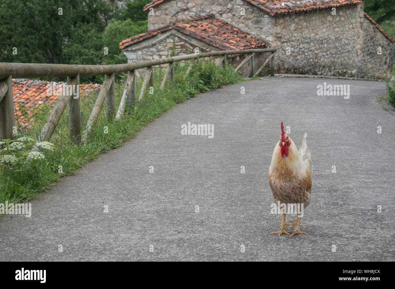 Chicken on the road hi-res stock photography and images - Alamy