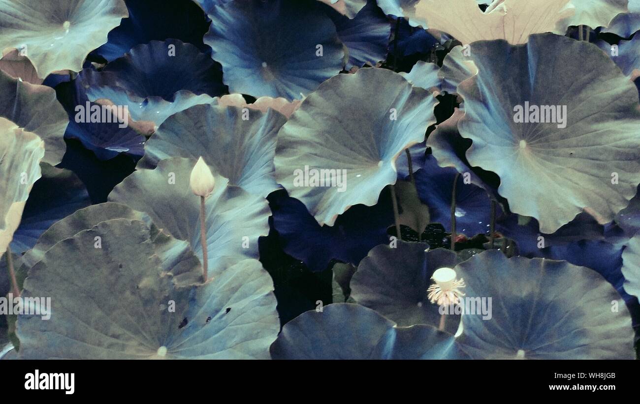 Inverted Image High Resolution Stock Photography and Images - Alamy