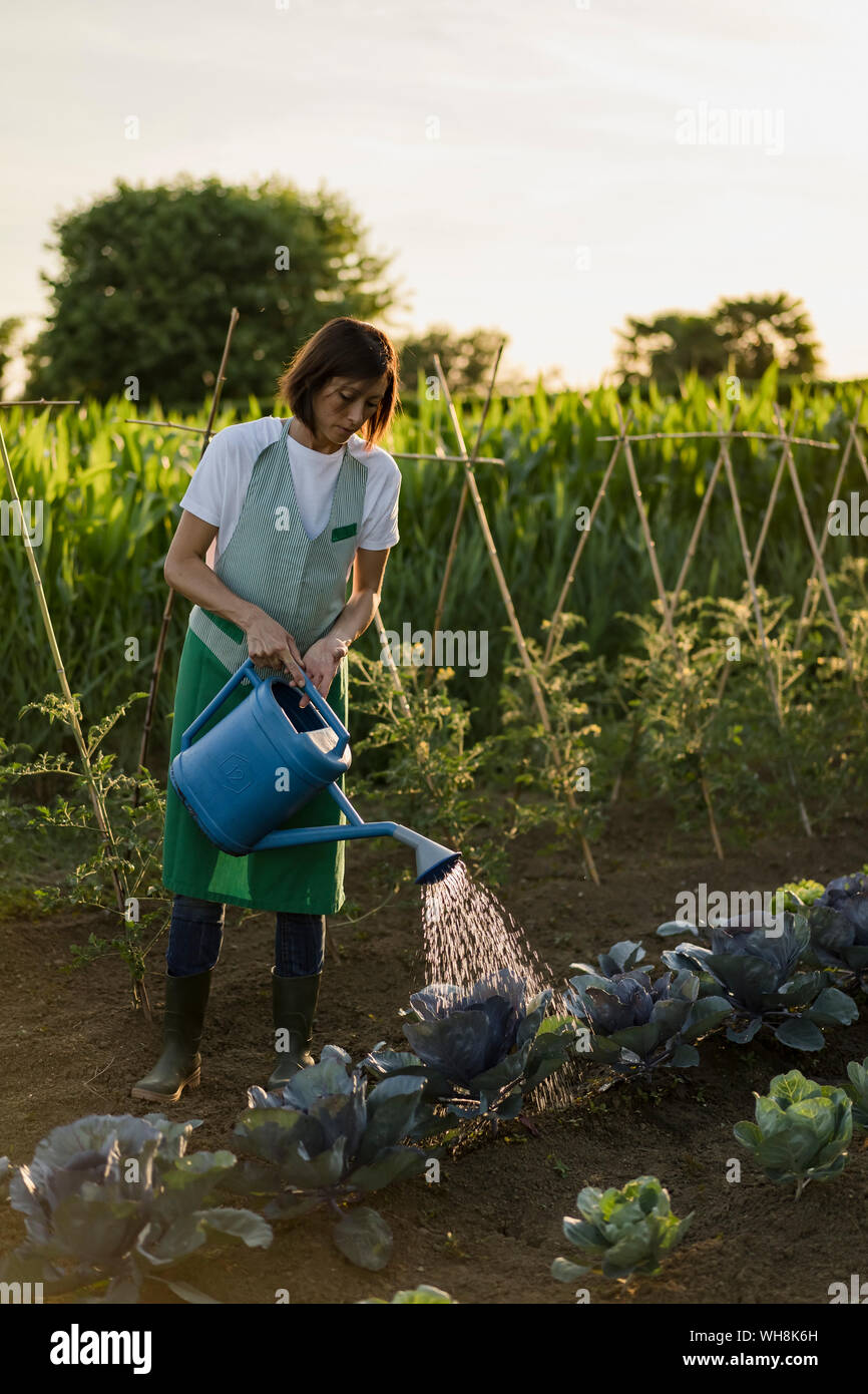 Adult watering vegetable patch hi-res stock photography and images - Alamy