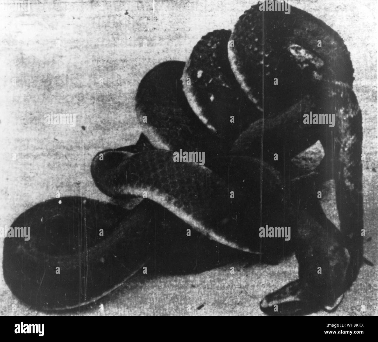 World snake Black and White Stock Photos & Images - Alamy