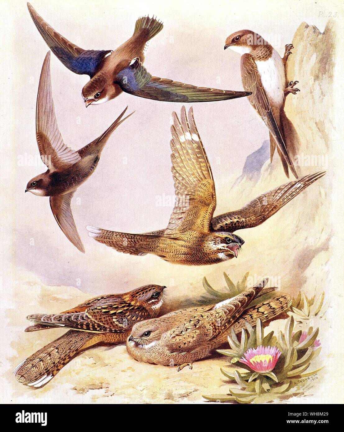 Common Nighthawk. Nightjar. Red Necked Nightjar. Egyptian Nightjar ...