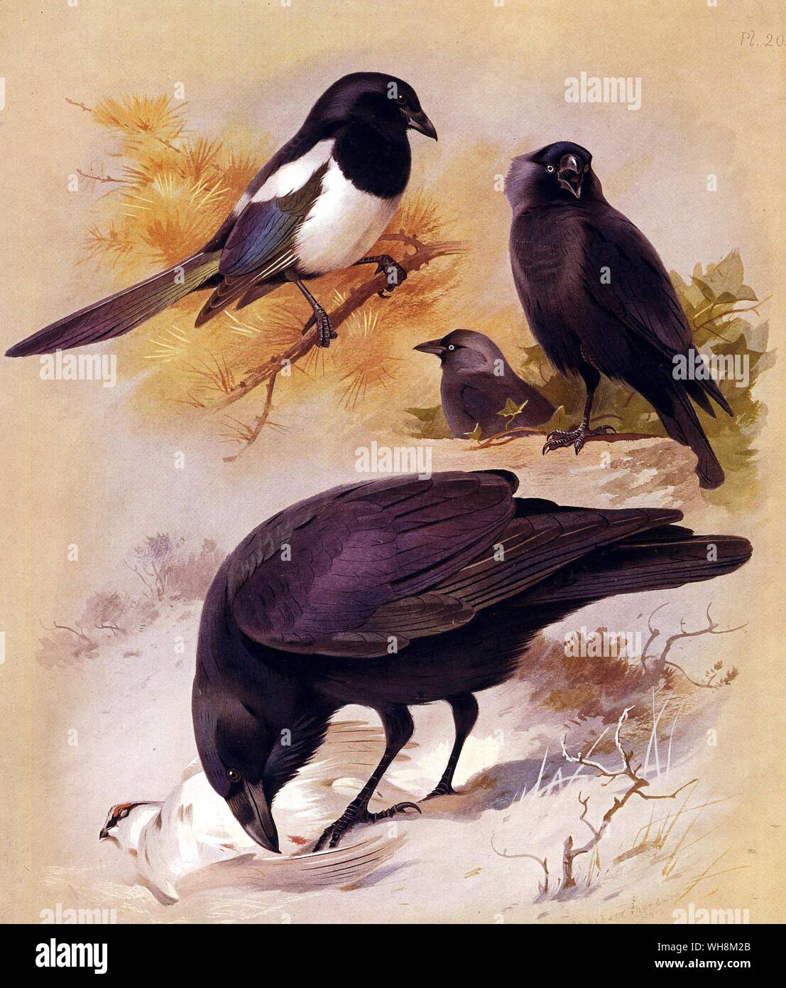 Magpie Jackdaw and Raven Stock Photo - Alamy