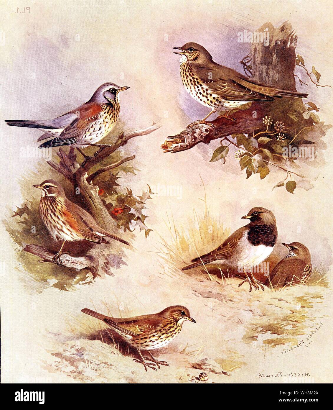 Redwing thrush hi-res stock photography and images - Alamy
