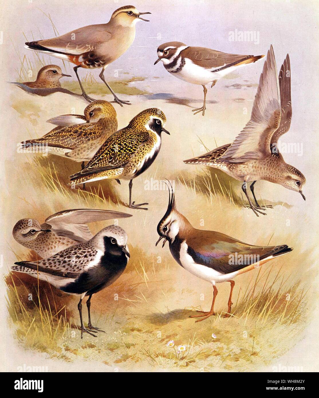 Golden Plover. Lesser Golden Plover. Grey Plover. Sociable Lapwing ...