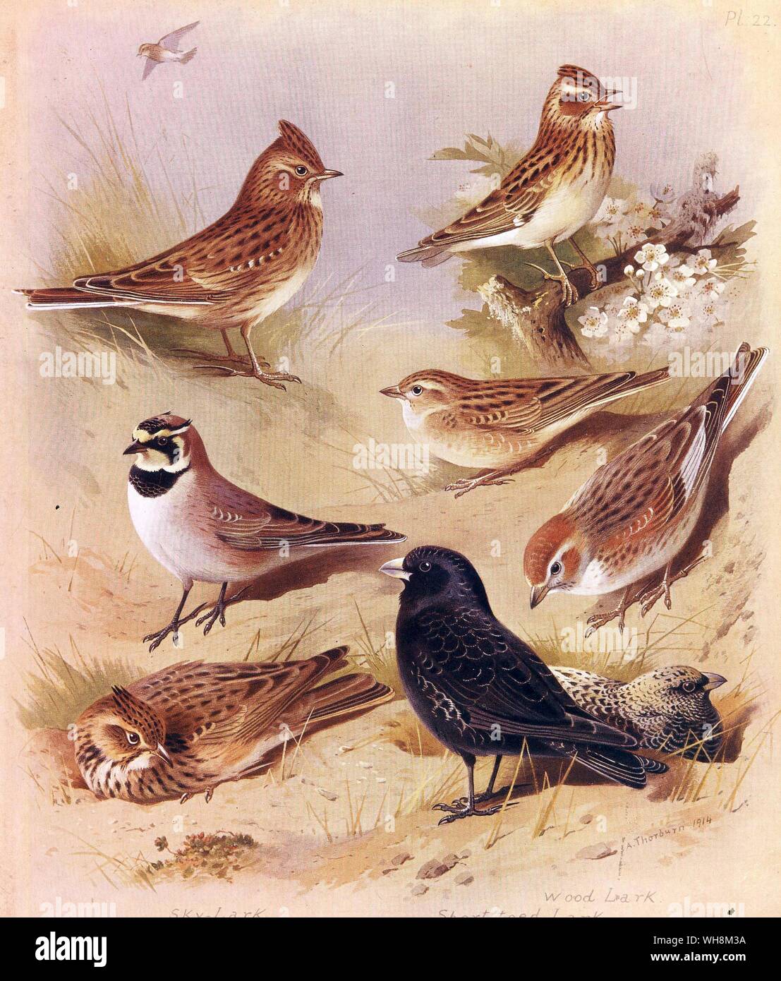 Short Toed Lark. White Winged Lark. Black Lark. Shore Lark. Creasted ...