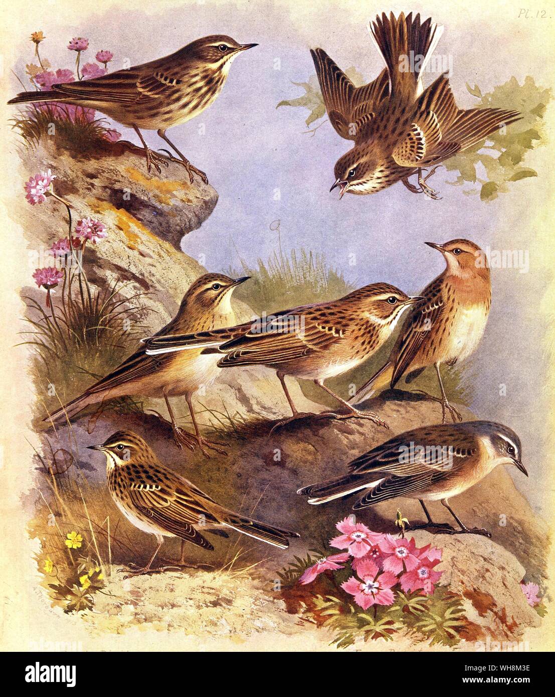 Richard's Pipit. Tawny Pipit. Tree Pipit. Meadow Pipit, Red Throated ...