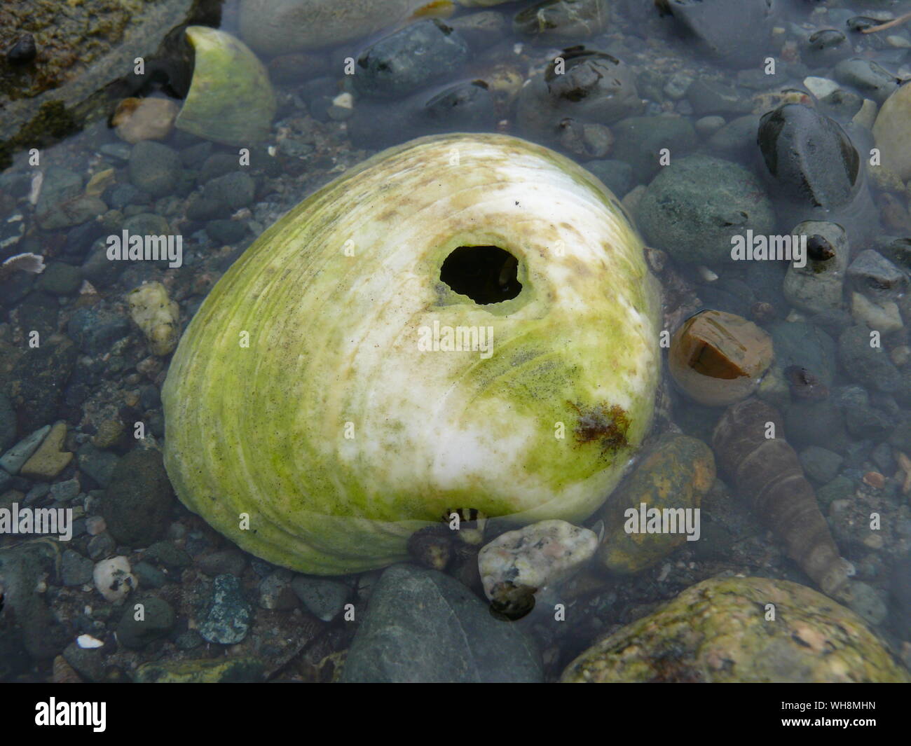 Clam in beach hole hi-res stock photography and images - Alamy