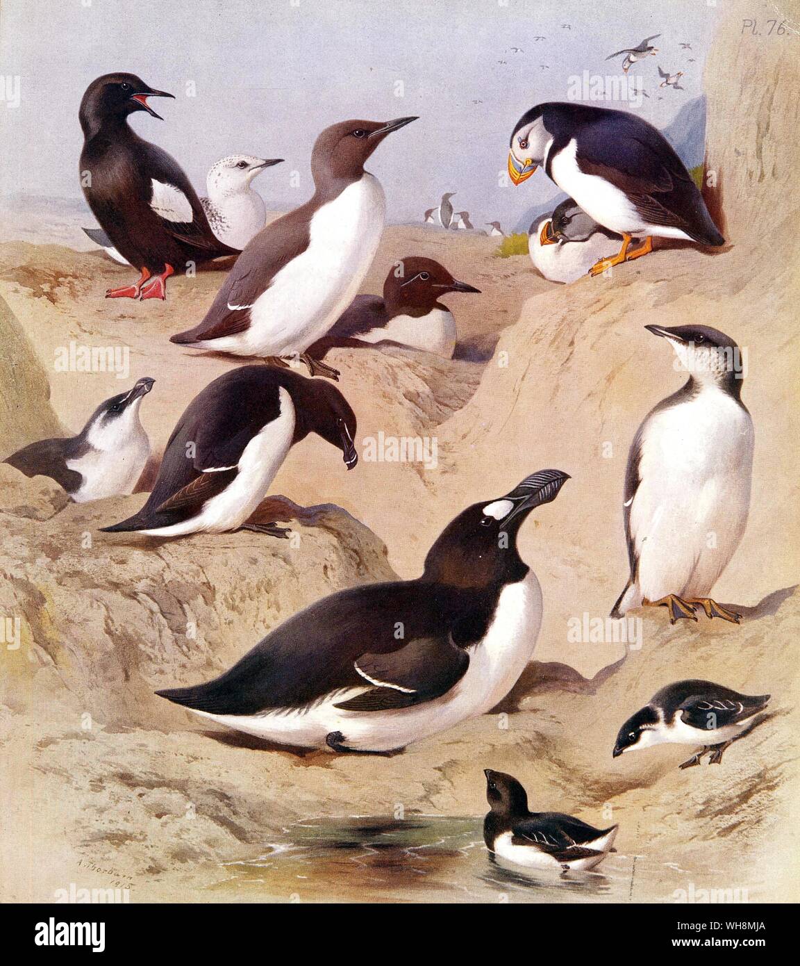 Gillemot hi-res stock photography and images - Alamy