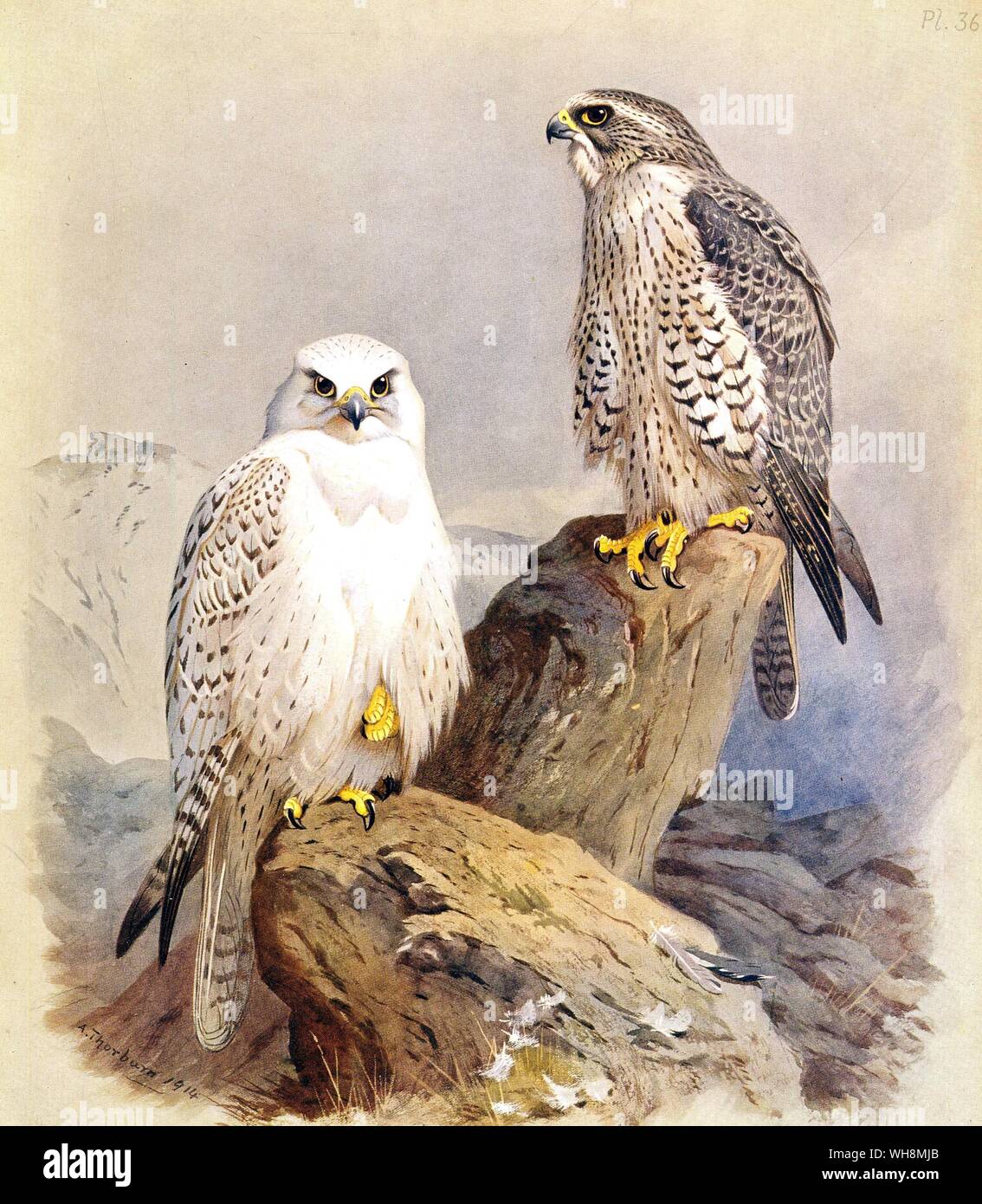 Gyrfalcon Greenland Falcon and Iceland Falcon Stock Photo - Alamy