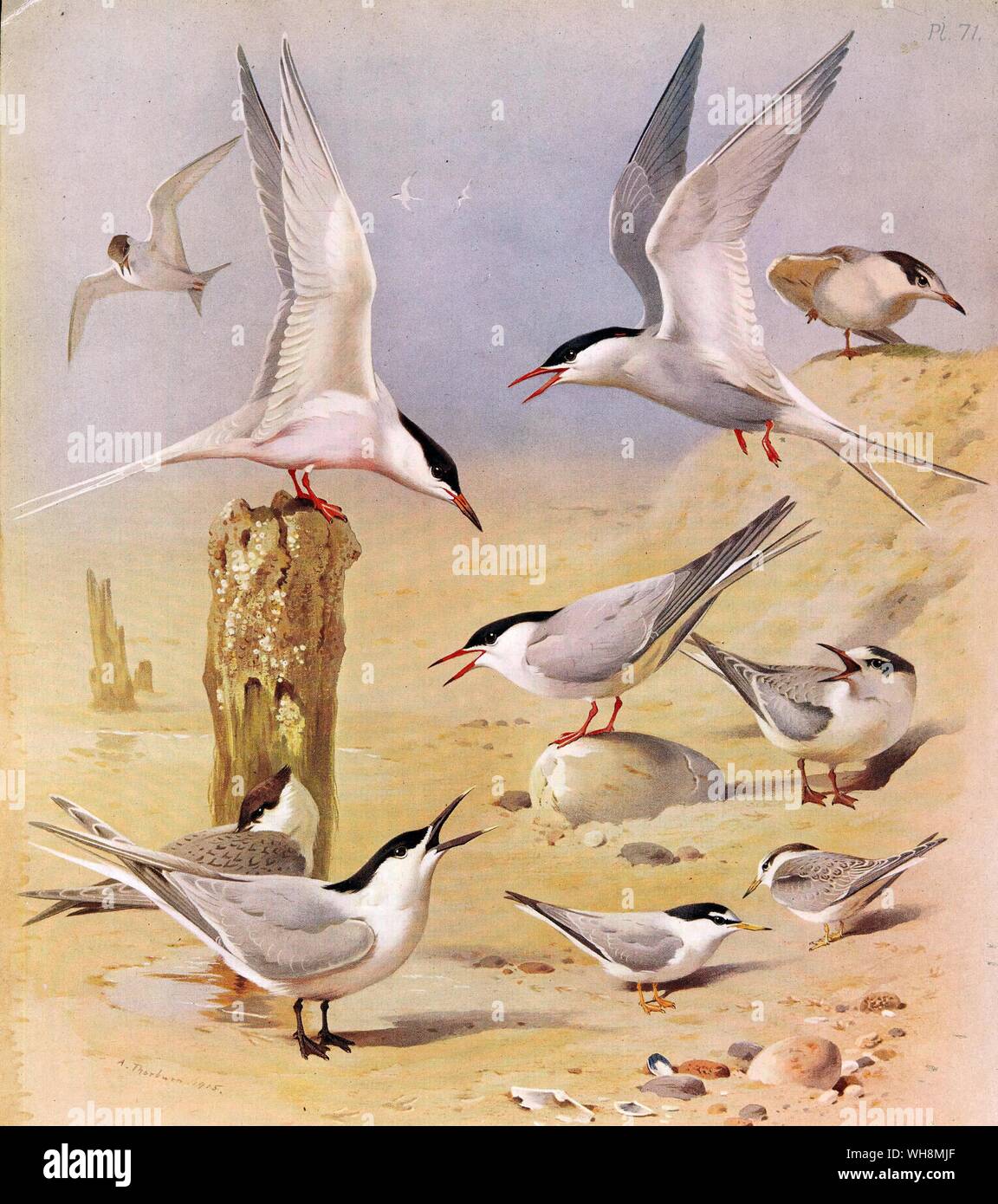 Sandwich Tern. Common Tern. Arctic Tern. Roseate Tern and Little Tern ...