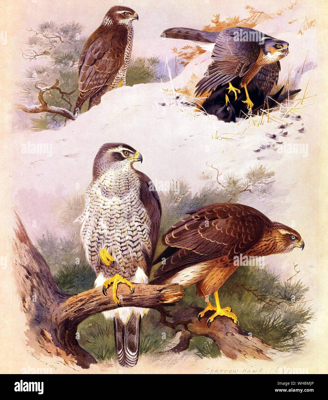 Goshawk Vs Sparrowhawk