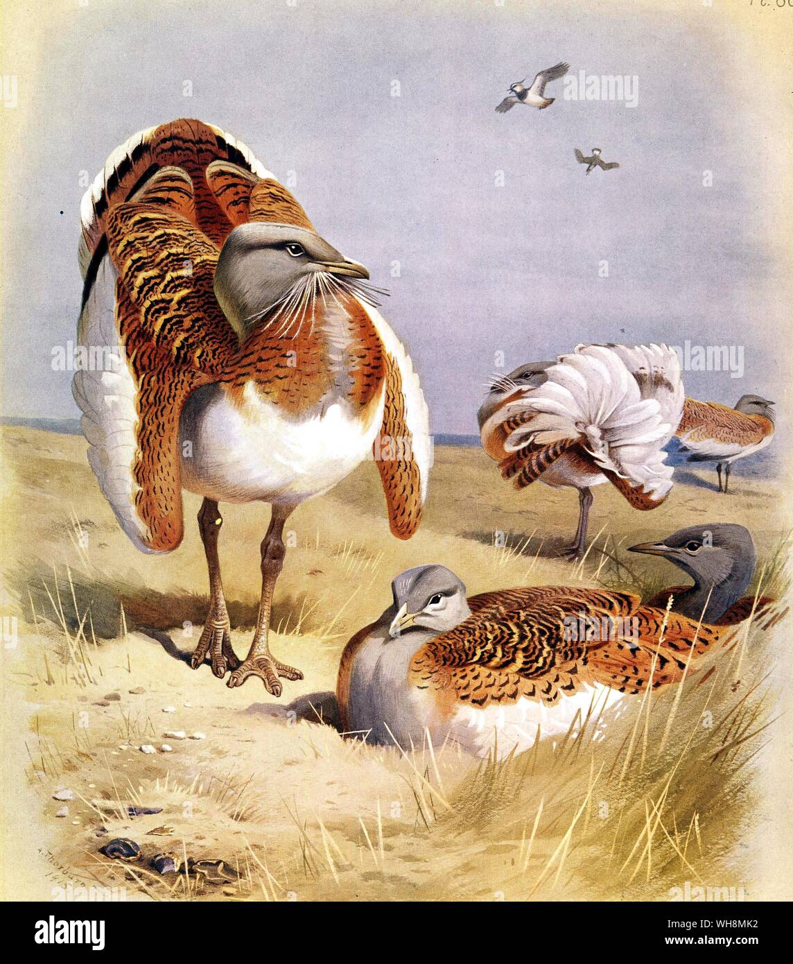 Bustard hi-res stock photography and images - Alamy