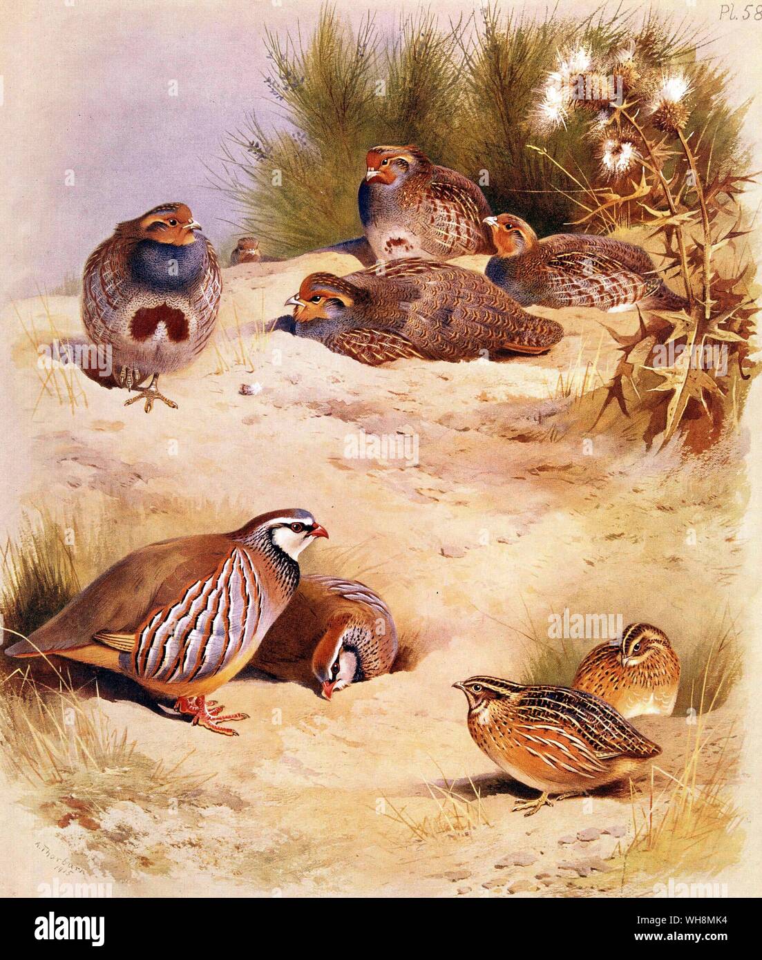 Common Partridge. Red Legged Partridge and Quail Stock Photo - Alamy