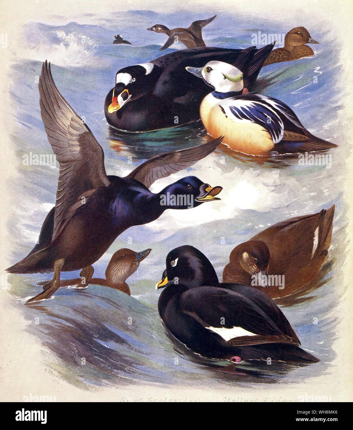 Common scoter duck hi-res stock photography and images - Alamy