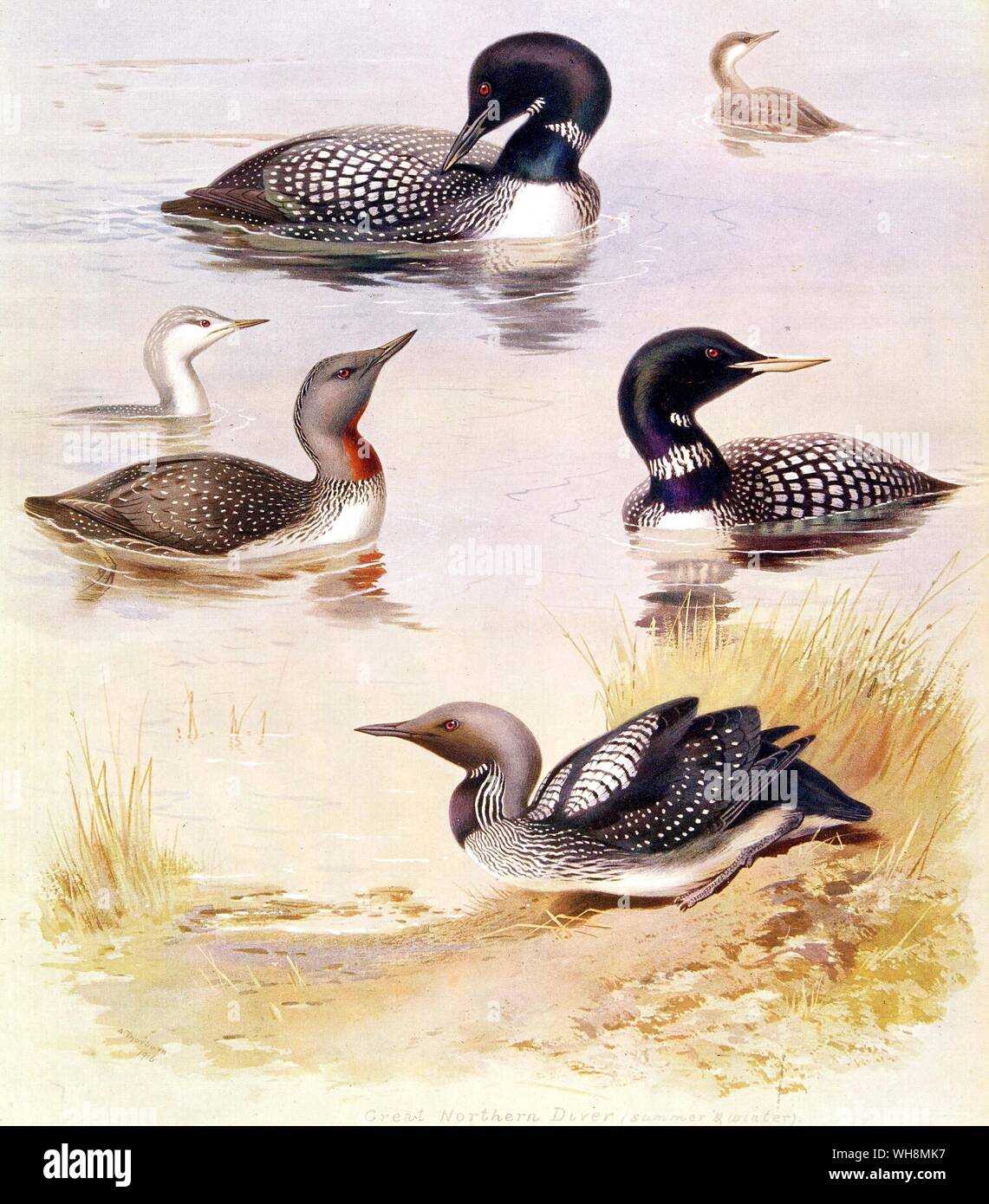 Great Northern Diver. Red Throated Diver. White Billed Diver. Black ...