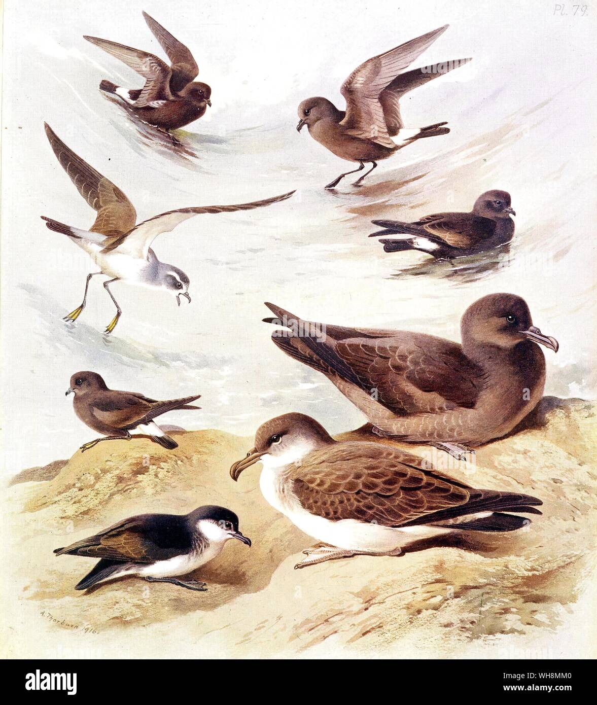 Storm Petrel. Leach's Fork Tailed Petrel. Frigate Petrel. Madeiran ...