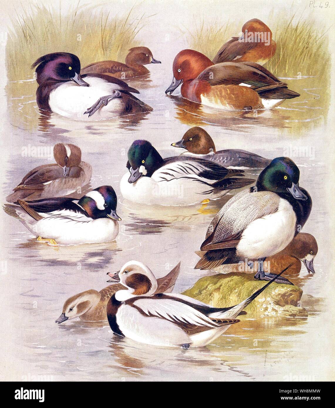 Ferruginous White Eye. Tufted Duck. Scaup or Greater Scaup. Long Tailed ...