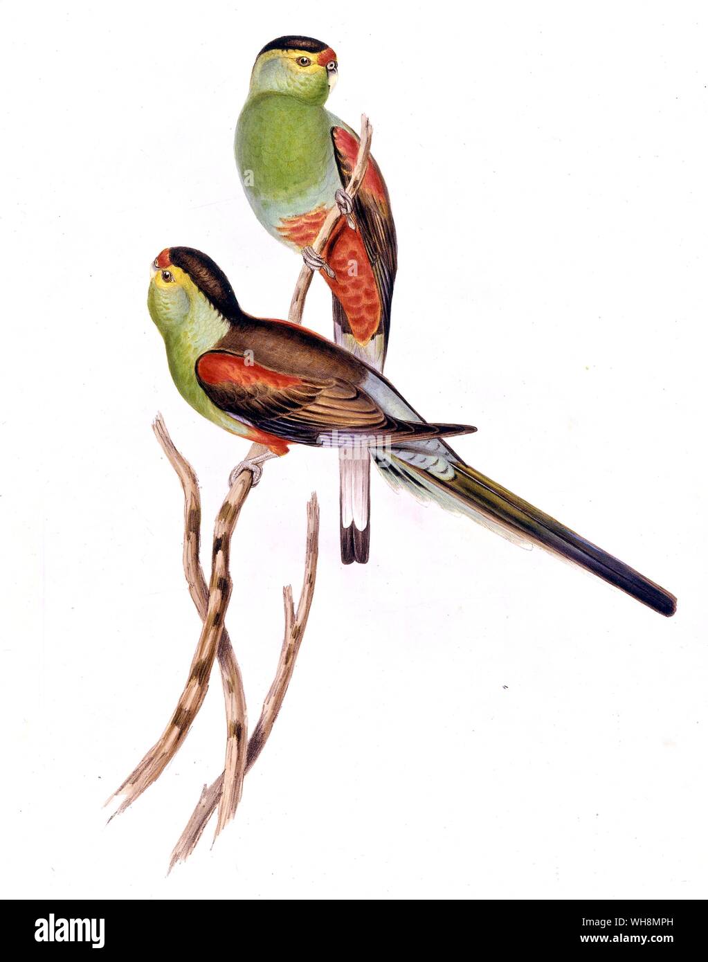 Beautiful Parakeets two male Stock Photo - Alamy