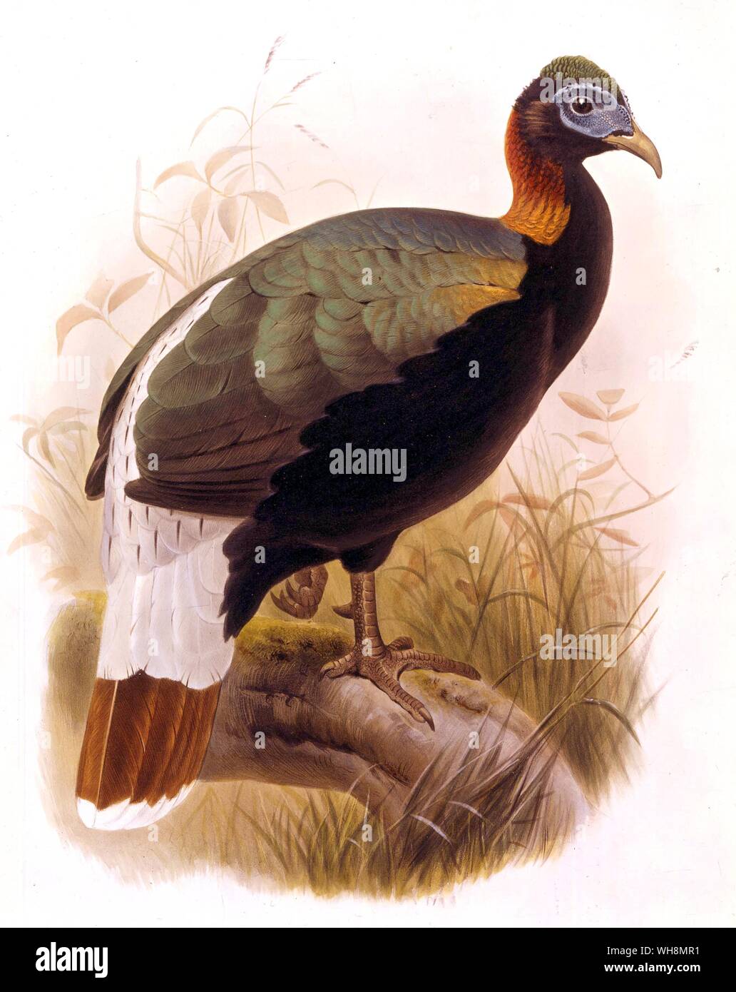 Monal hi-res stock photography and images - Alamy