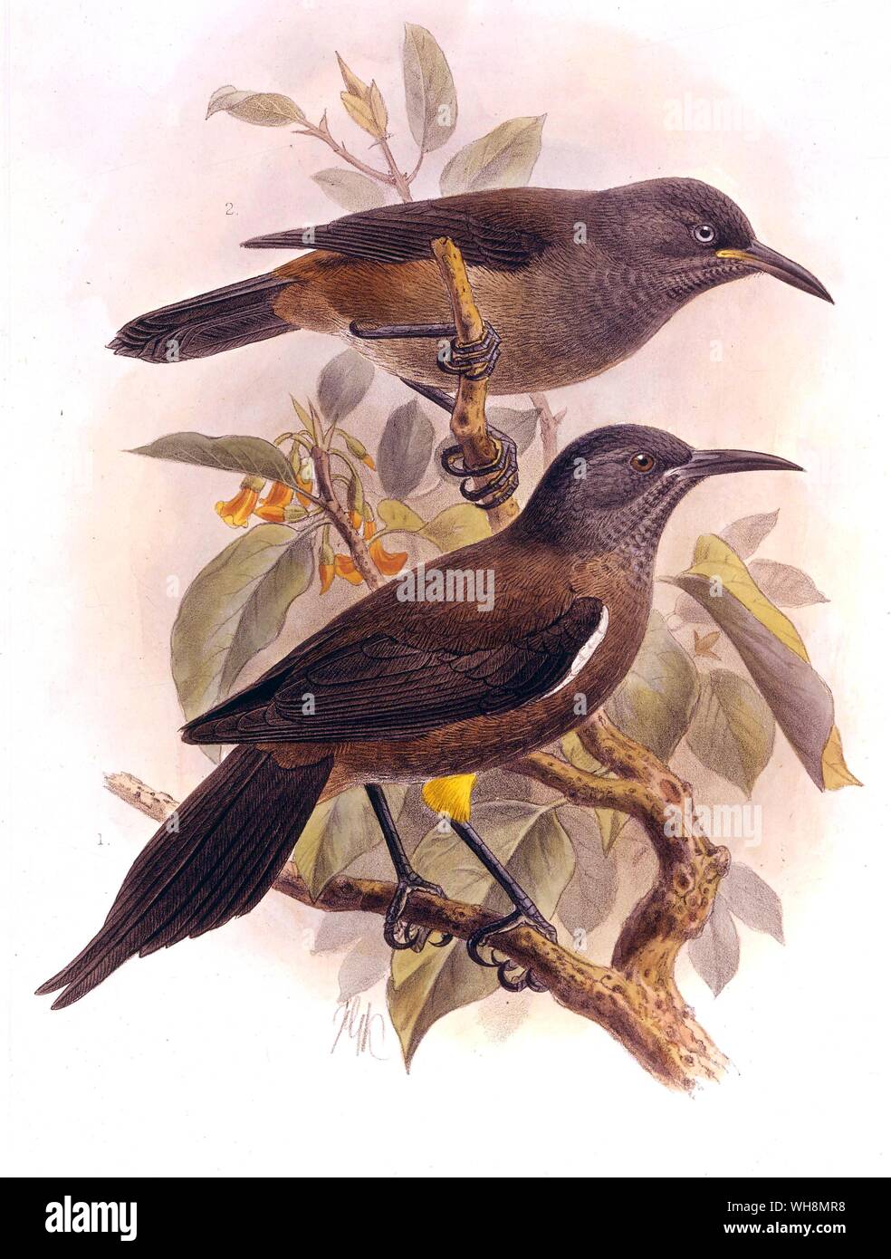 Birds of kauai hi-res stock photography and images - Alamy