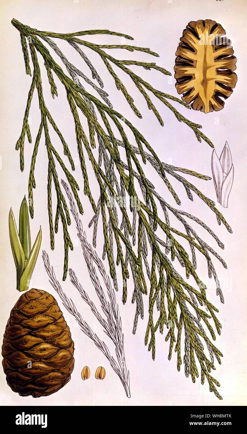 The big tree hi-res stock photography and images - Alamy